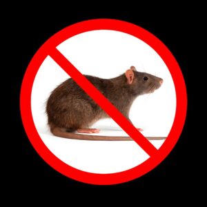 Rodents Stop | Los Angeles & Southern CA Rodent Control Service