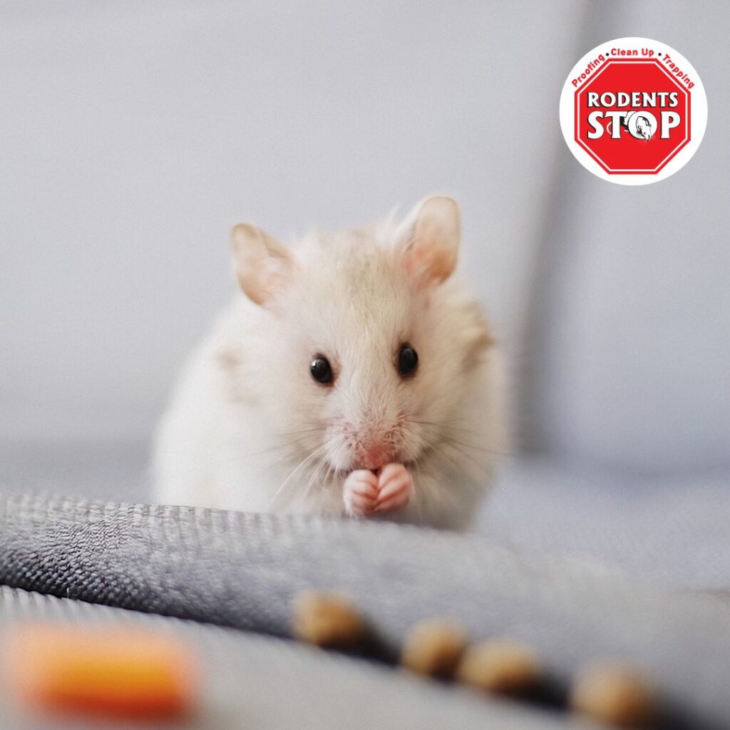 Drop Ceiling Cleanup & Sanitizing - Rodents Stop Southern CA Rodent ...