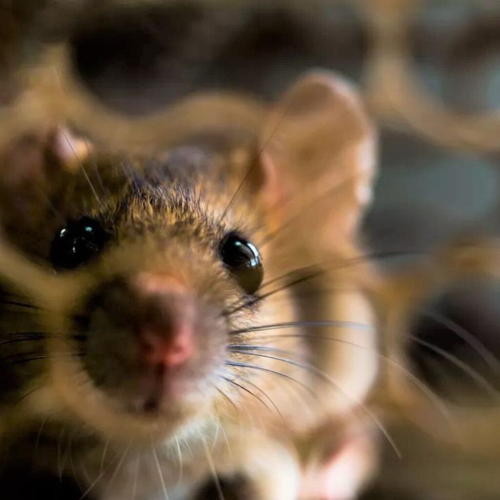 Rodents Stop | Los Angeles & Southern CA Rodent Control Service