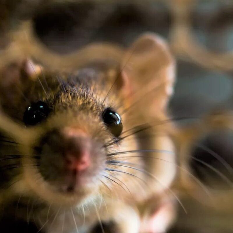 Rodents Stop | Los Angeles & Southern CA Rodent Control Service