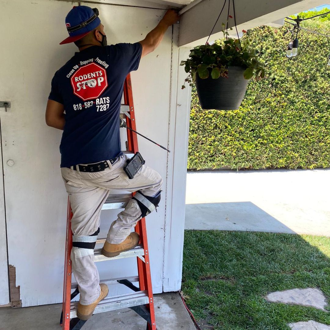 Rodents Stop | Los Angeles & Southern CA Rodent Control Service