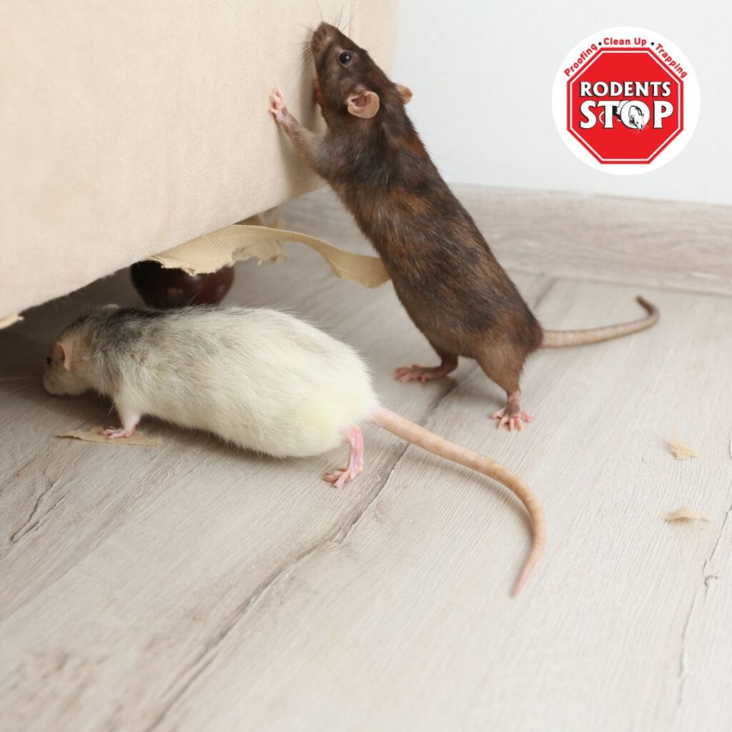 Crawl Space Cleaning for Infested Areas - Rodents Stop Southern CA ...