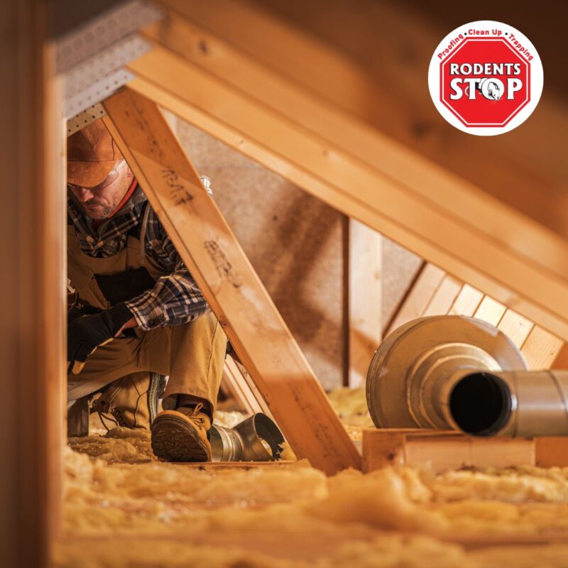 What to Do When Your Neighbor Has a Rat Problem - Rodents Stop Southern ...